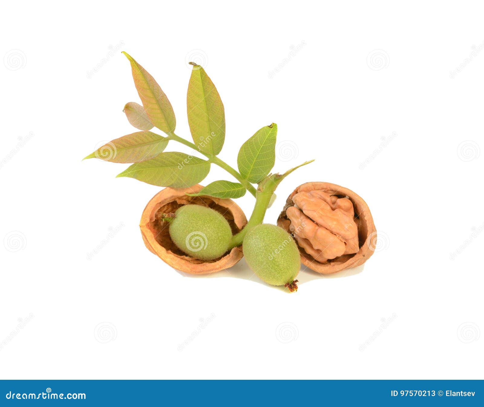 Ripe Nuts of a Walnut Tree. Stock Image - Image of vegetarian, juglans ...