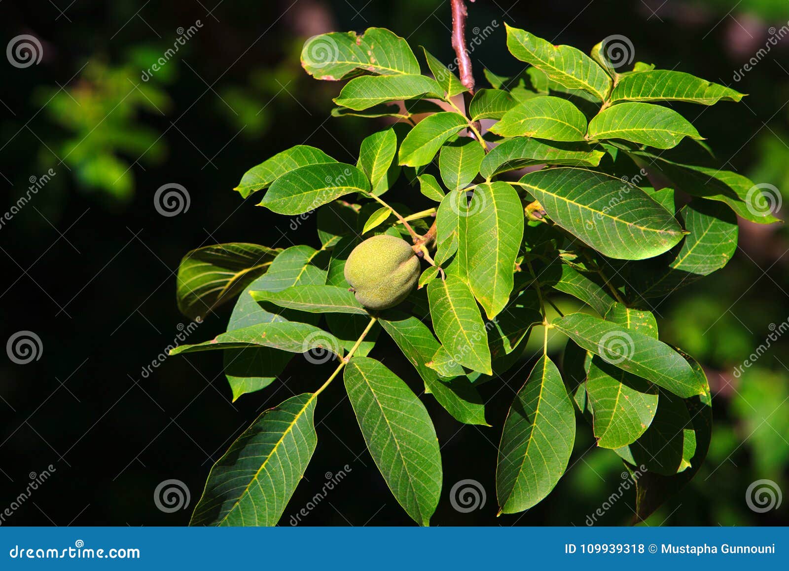 Ripe Nuts of a Walnut Tree, Stock Photo - Image of plant, freshness ...