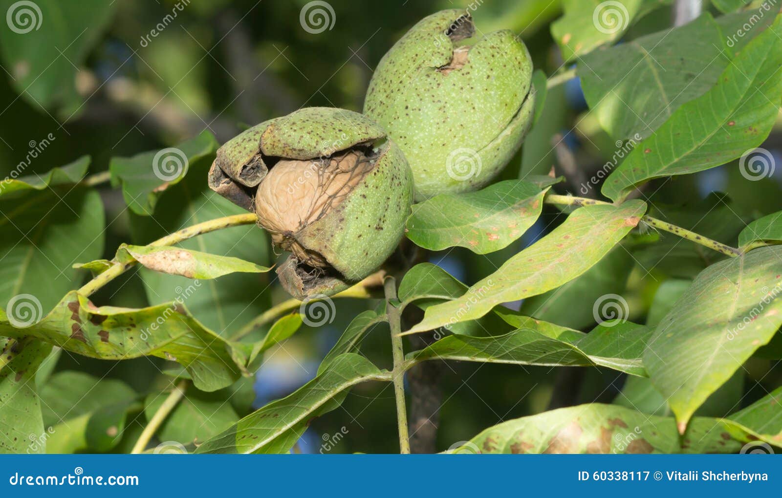 Ripe nuts of a Walnut tree stock image. Image of nutshell - 60338117