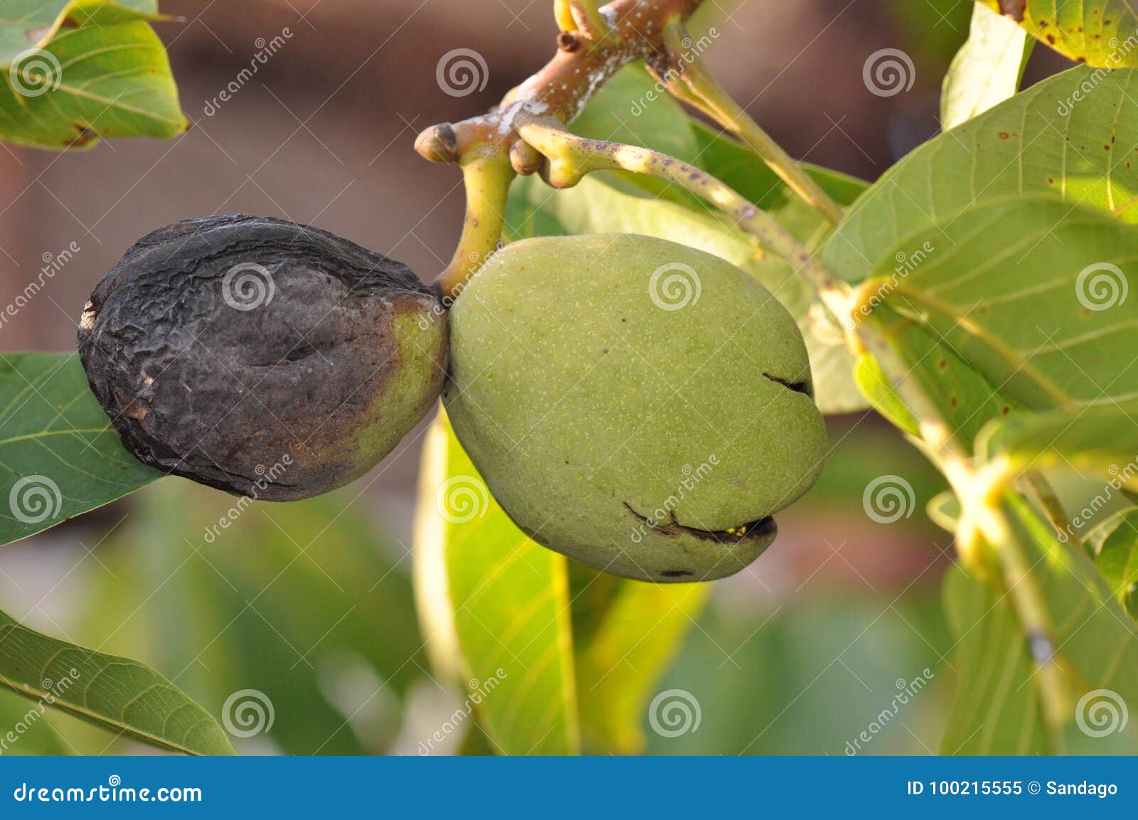 Ripe nuts of a Walnut tree stock image. Image of line - 100215555