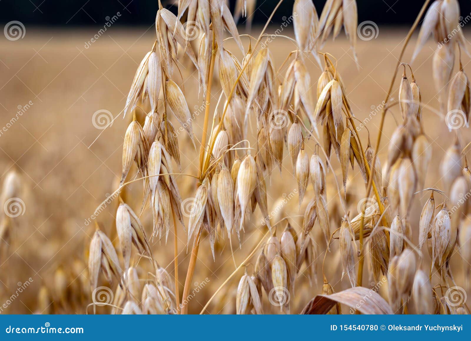 Ripe Oats in the Field Against the Sky Stock Photo - Image of blue ...