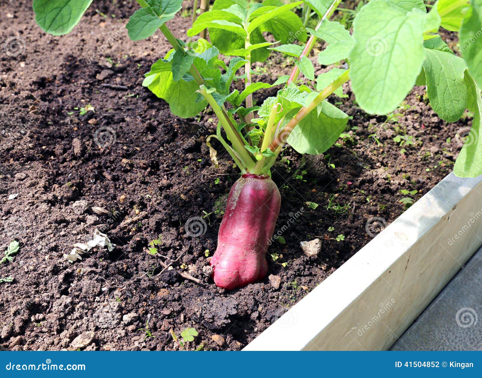 Ripe oblong red radish stock photo. Image of leaves, tops - 41504852