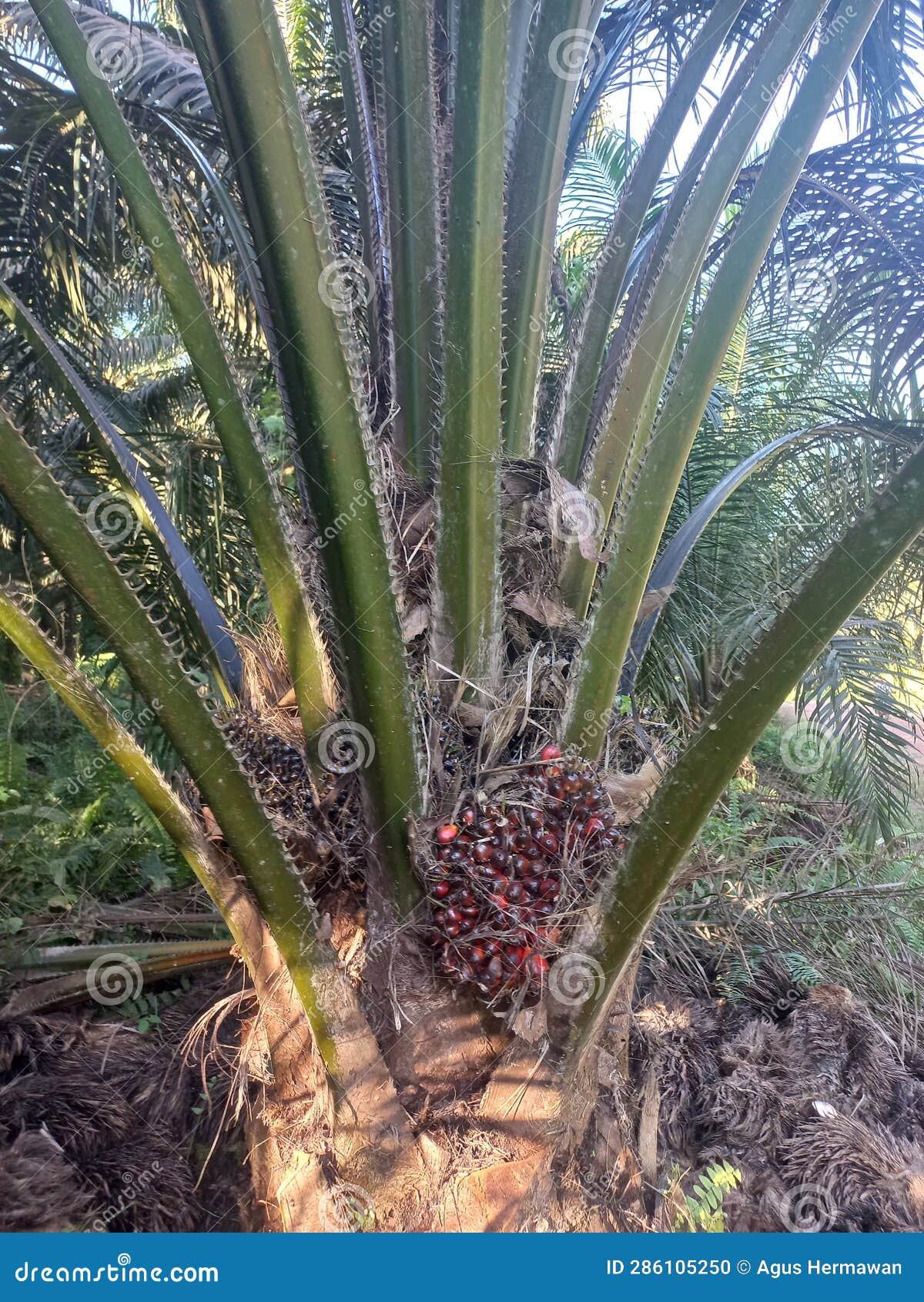 Ripe Oil Palm Fruit Bunches Stock Photo - Image of produce, branch ...
