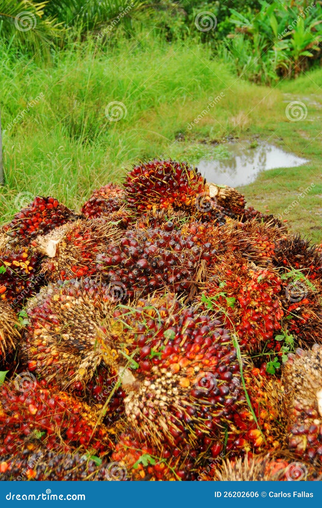 Ripe oil palm fruit load stock photo. Image of processing - 26202606
