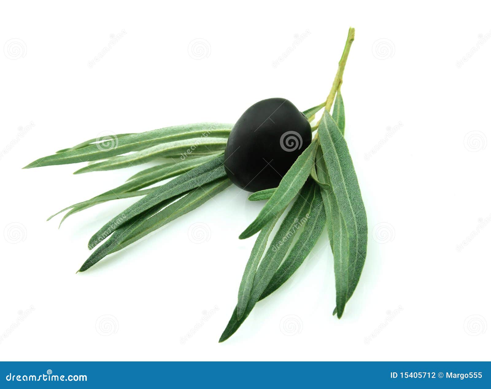 Ripe olive stock photo. Image of background, isolated - 15405712