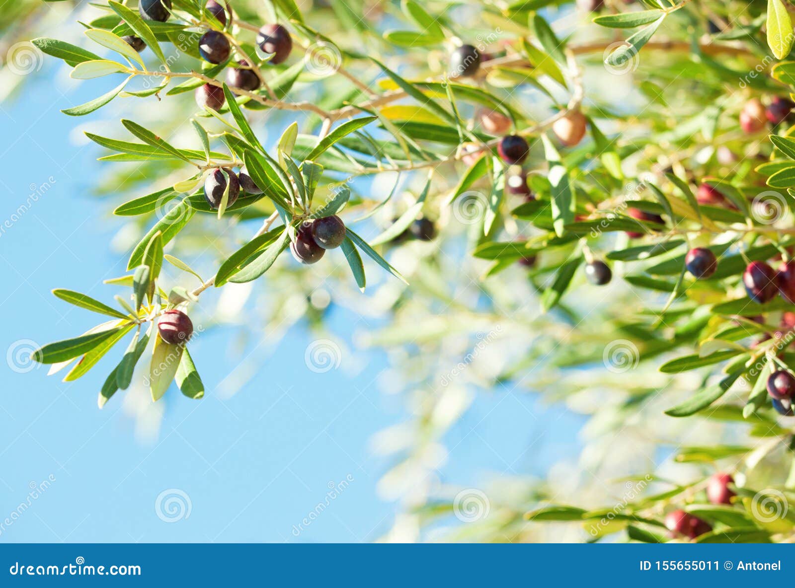 Ripe Olives on the Branch of Olive Tree. Selective Focus Stock Image ...