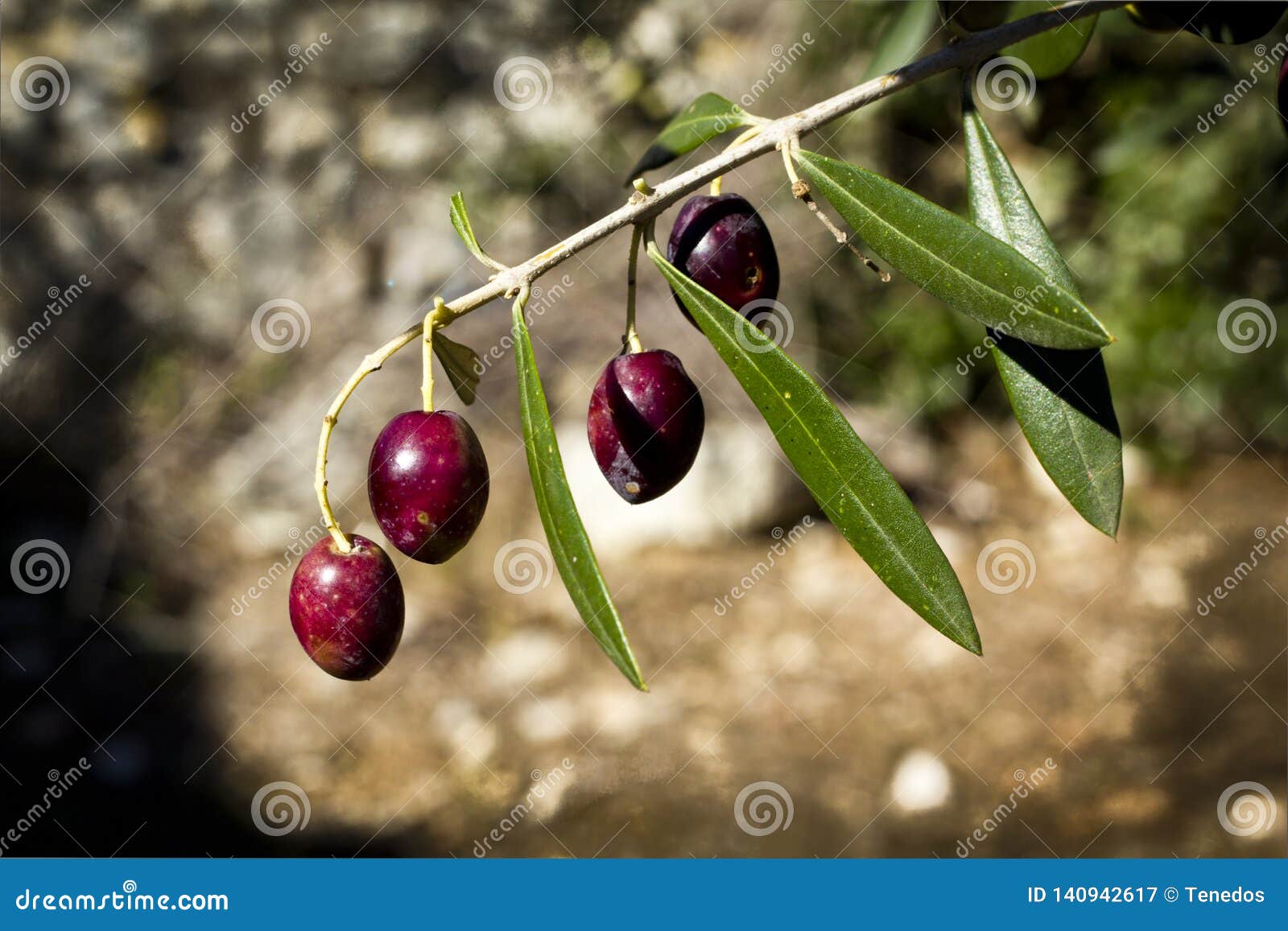 Ripe olives on the tree stock image. Image of nature - 140942617