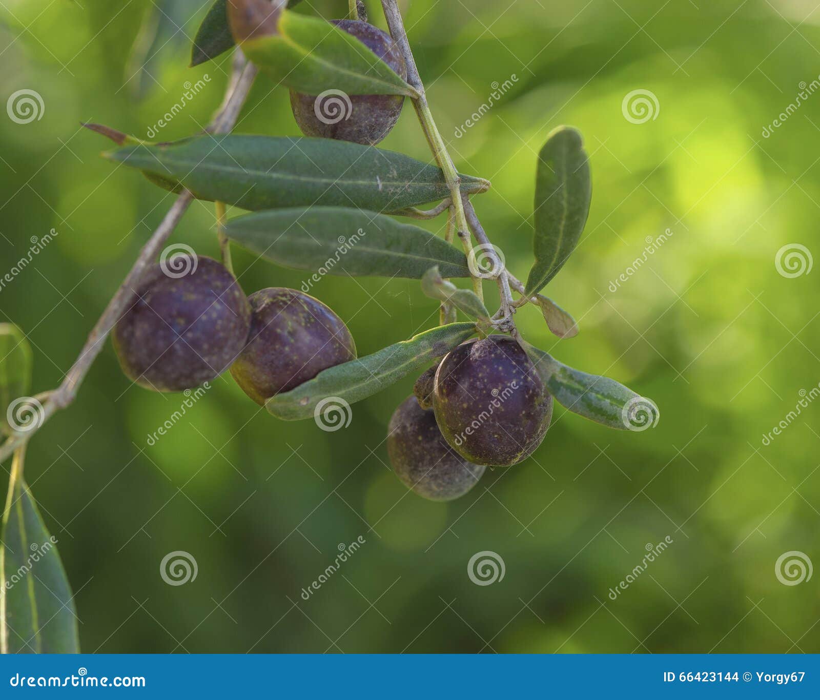 Ripe olives stock photo. Image of healthy, grow, branch - 66423144