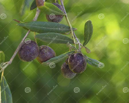 Ripe olives stock photo. Image of healthy, grow, branch - 66423144
