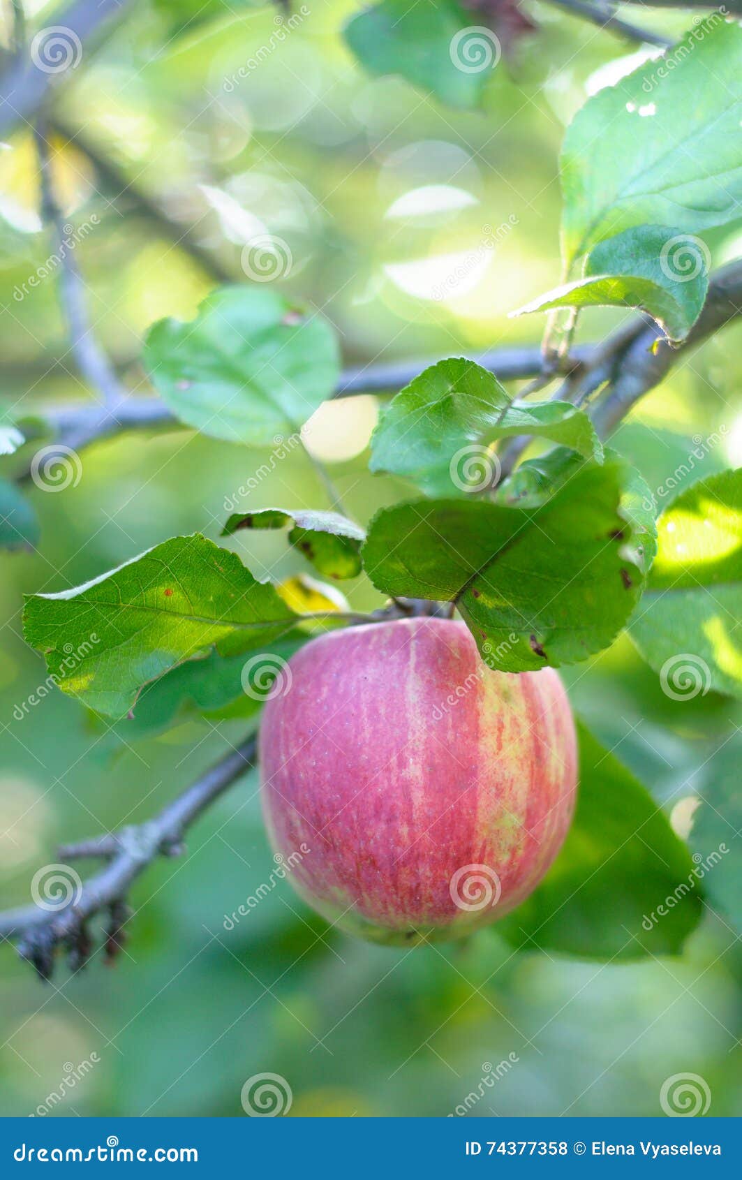 Ripe one apple on tree stock photo. Image of farming - 74377358