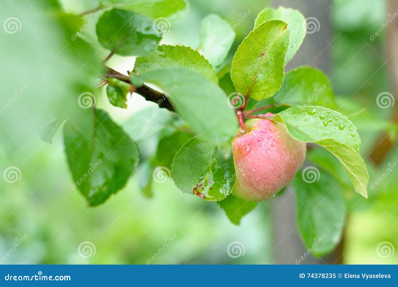 Ripe one apple on tree stock image. Image of farm, healthy - 74378235