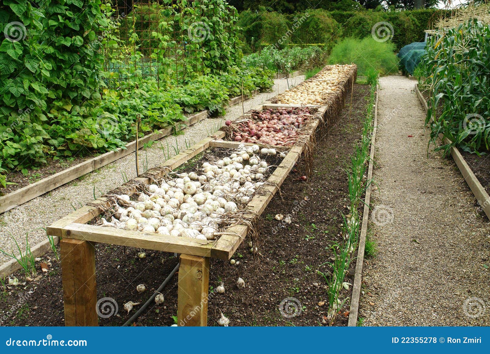 Ripe Onions after the Harvest Stock Photo - Image of nutrition, farming ...