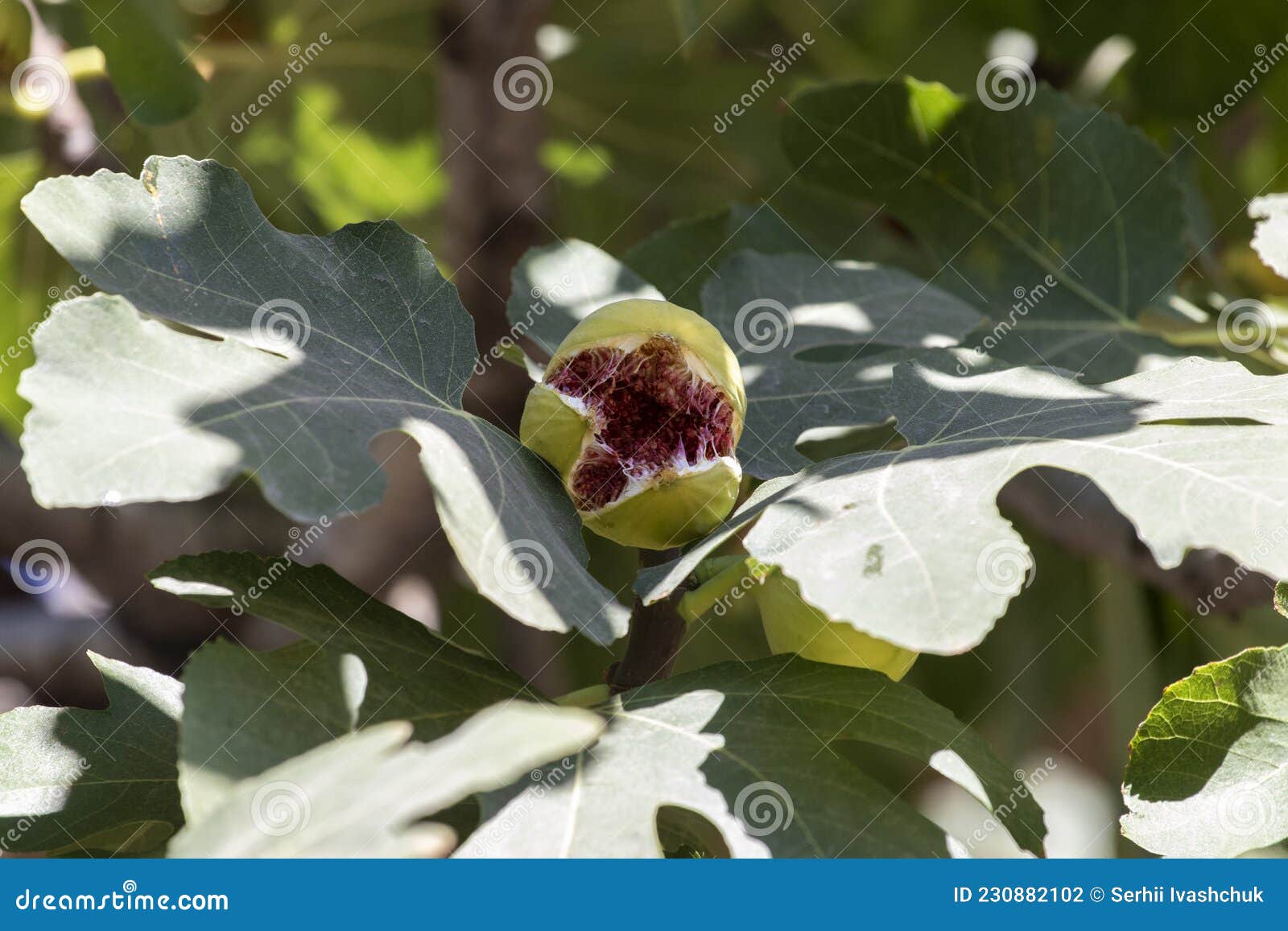Ripe Open Fruit on a Fig Tree. Stock Photo - Image of branch, close ...