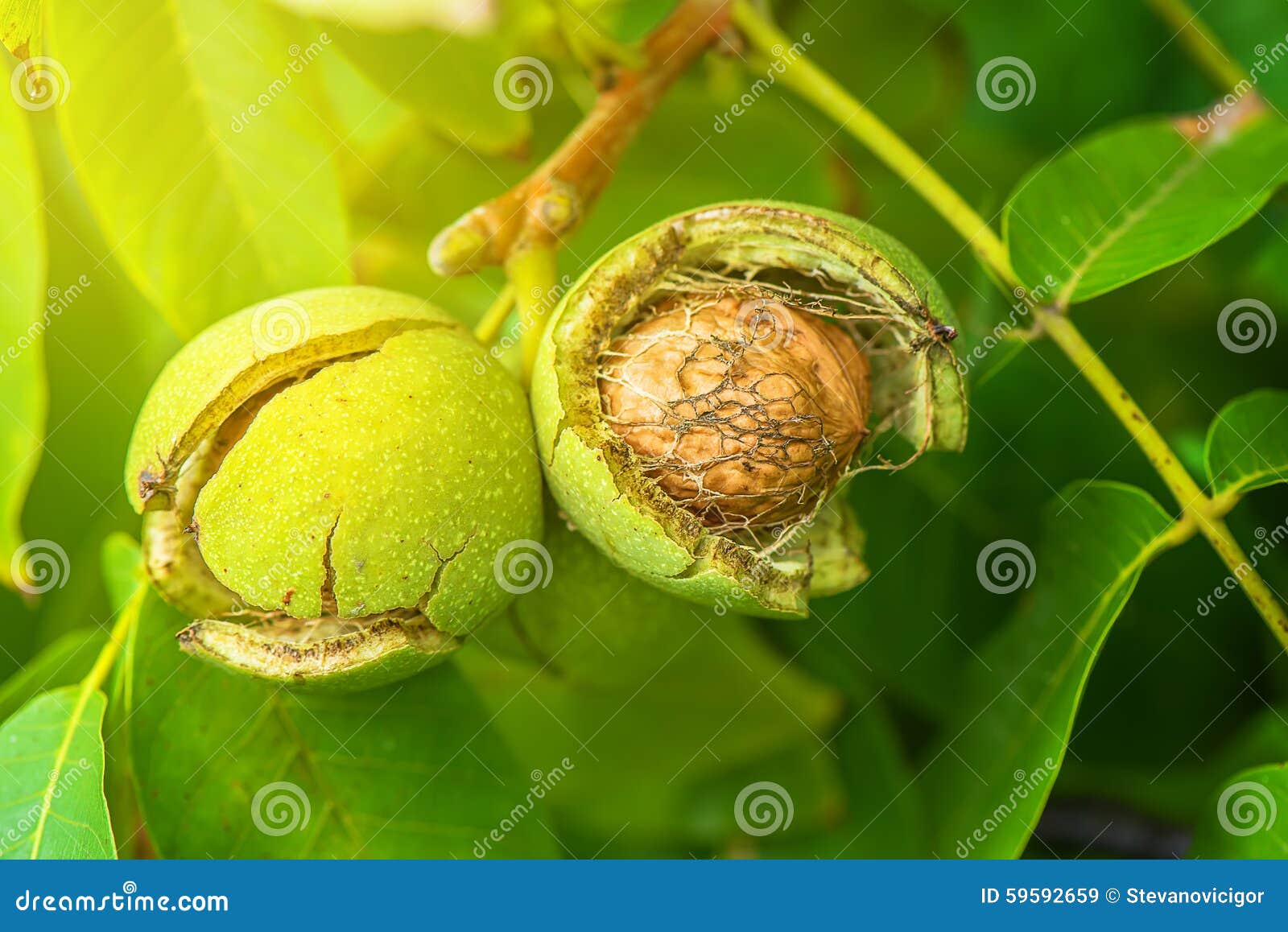 Ripe Open Green Walnut Fruit on Branch Stock Image - Image of tree ...