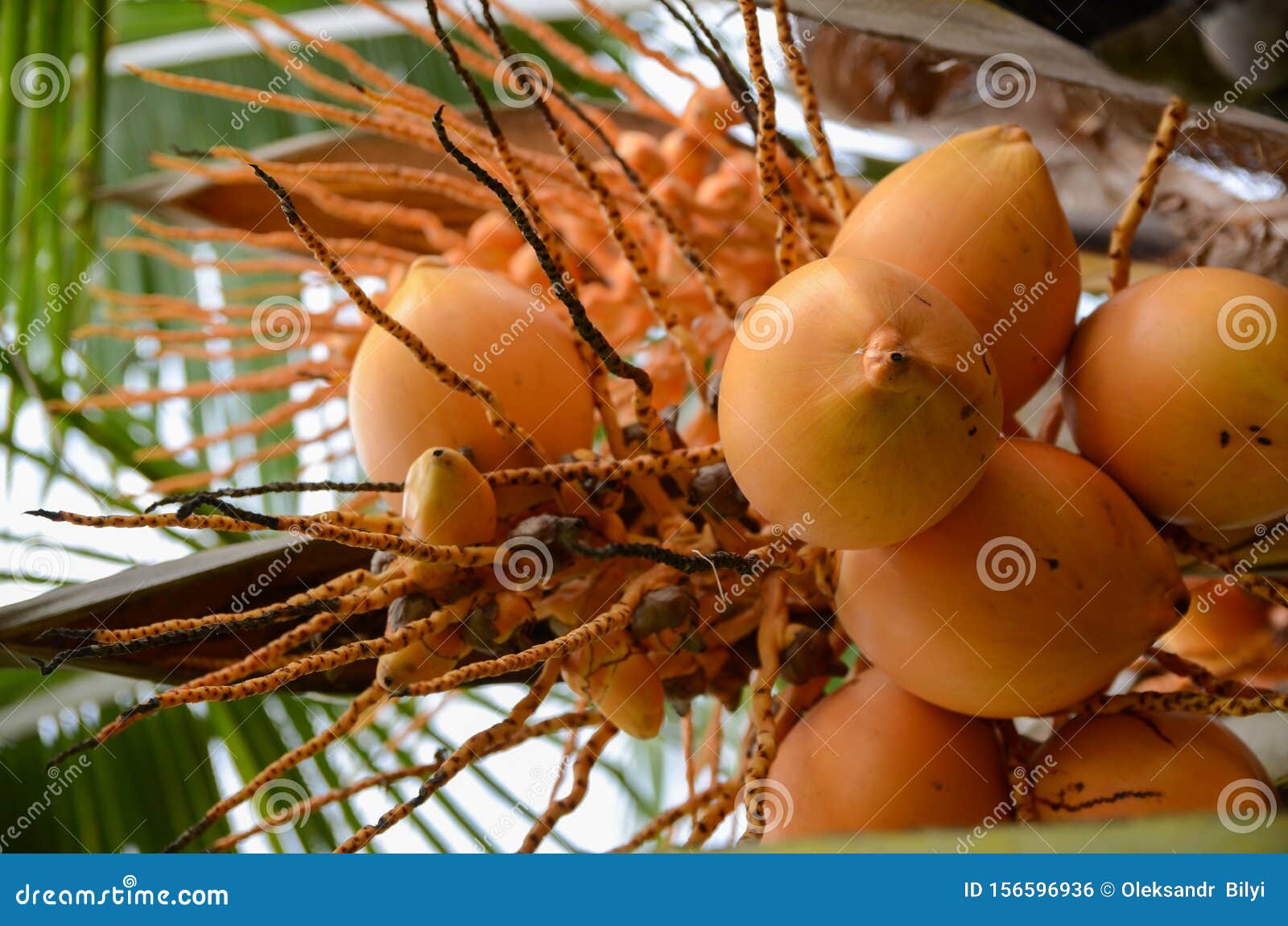 Ripe Orange Coconuts on a Coconut Tree. Close-up Stock Photo - Image of ...