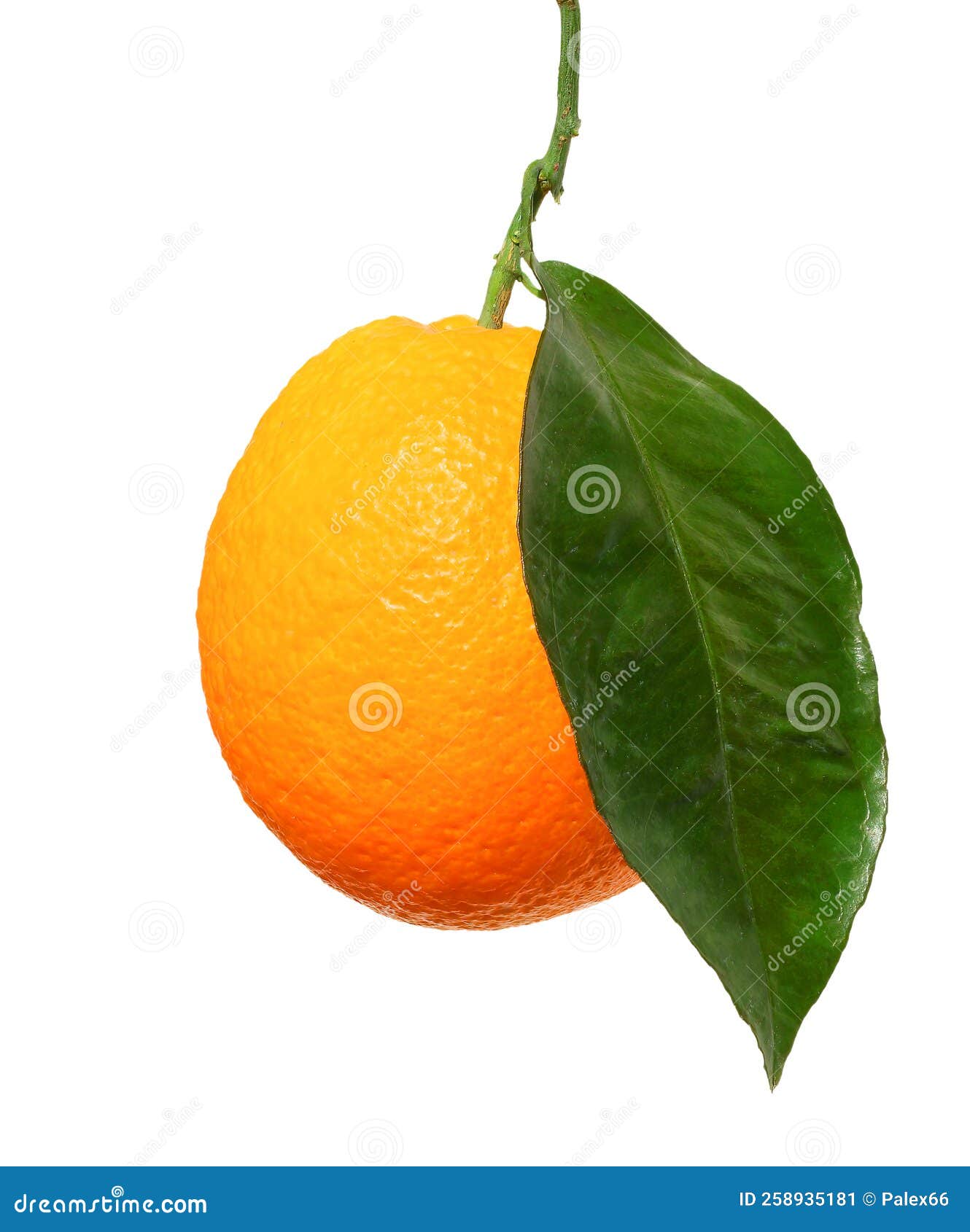 Ripe Orange Fruit on a Tree Branch Stock Image - Image of gardening ...