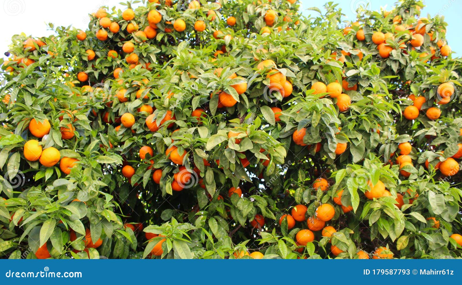 Ripe Orange Fruits on a Tree Stock Image - Image of tree, delicious ...