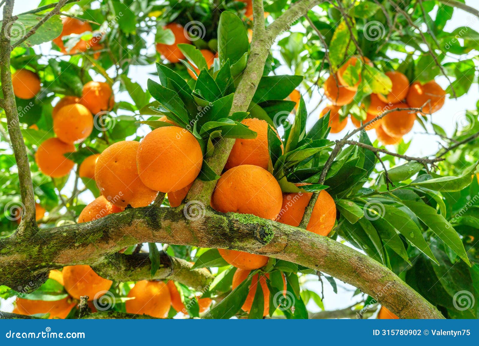 Ripe Orange Fruits on Orange Tree between Lush Foliage. View from Below ...