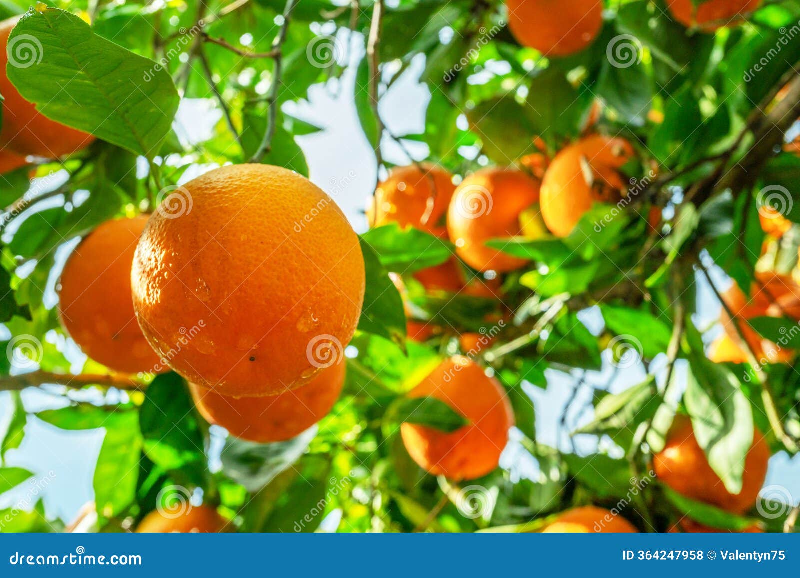 Orange Fruits In Various Stages Of Decomposing, Showing Decomposition ...