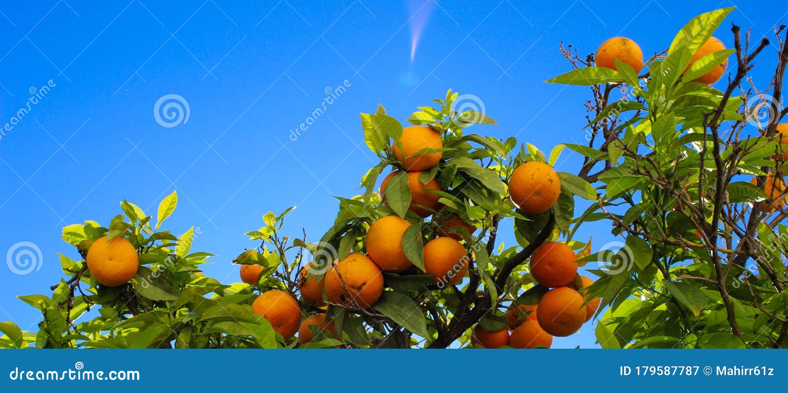 Ripe Orange Fruits on a Tree Stock Image - Image of green, citrous ...