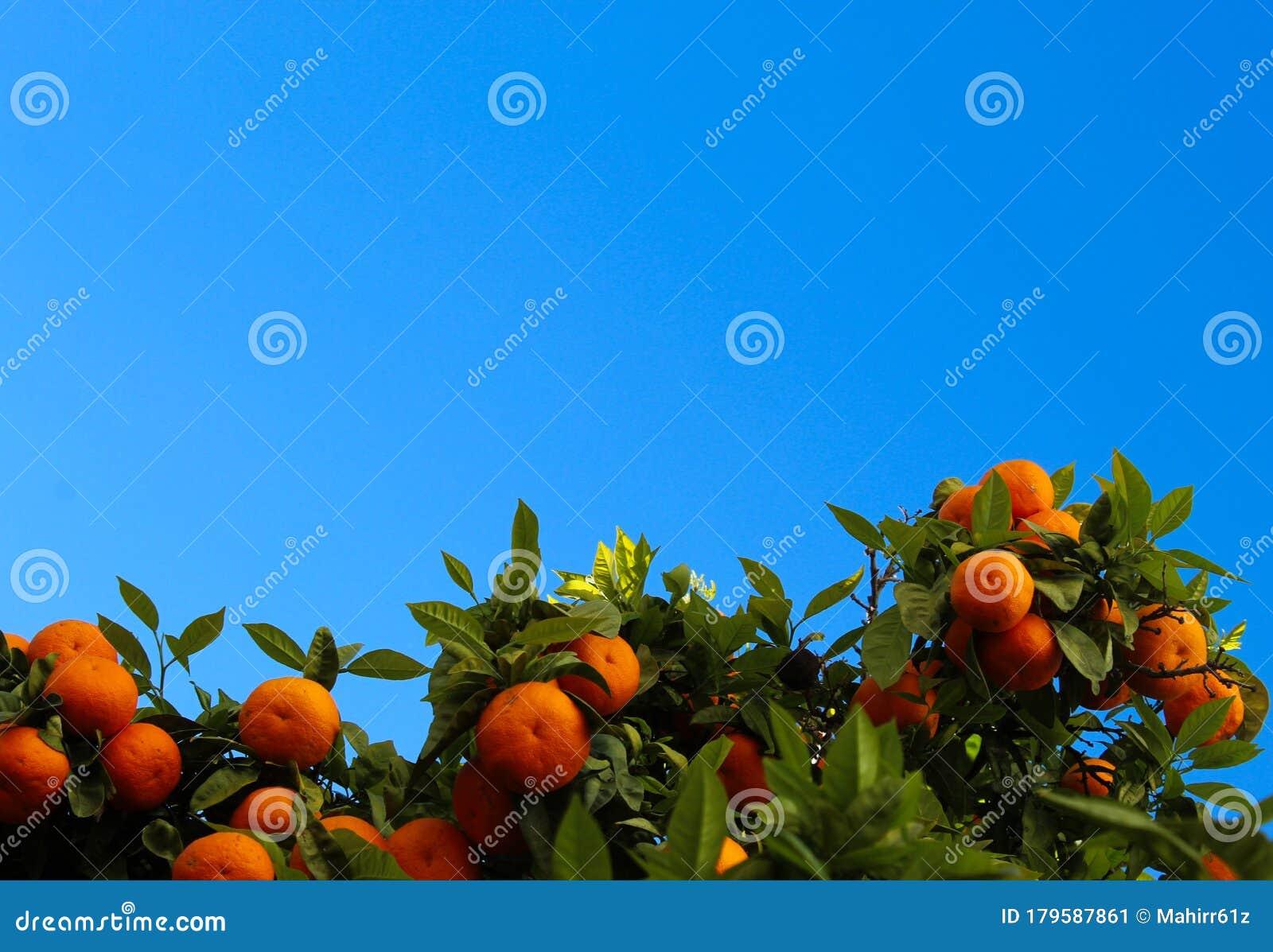 Ripe Orange Fruits on a Tree with the Sky in the Background Stock Image ...