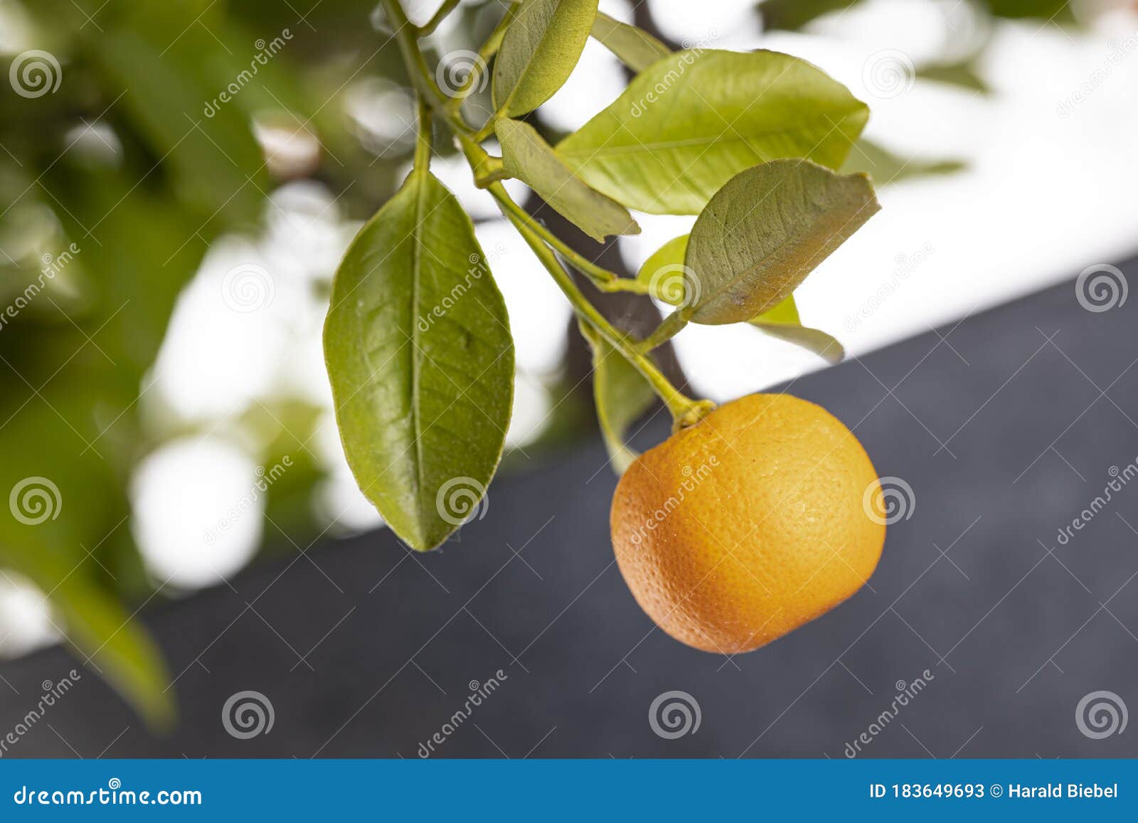 Ripe Orange Hanging from an Orange Tree Stock Image - Image of healthy ...