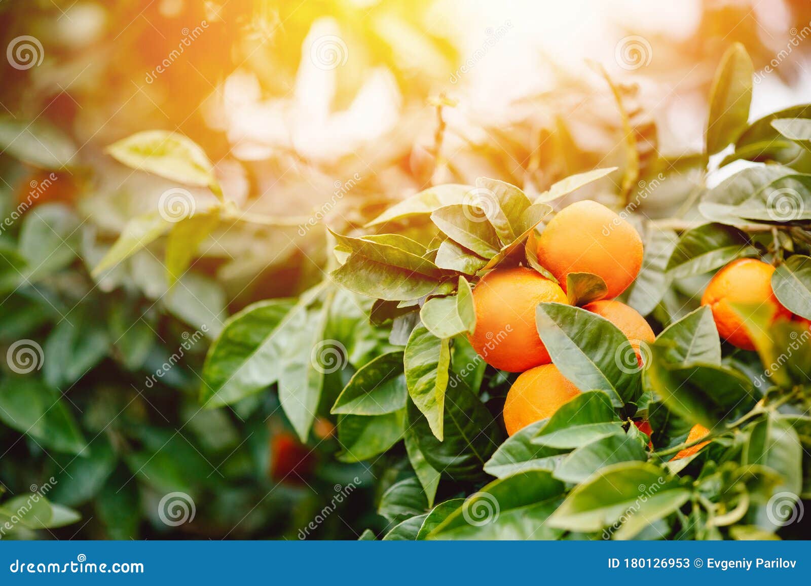 Ripe Orange Hanging on Tree Sunlight Background, Sunny Day Stock Image ...