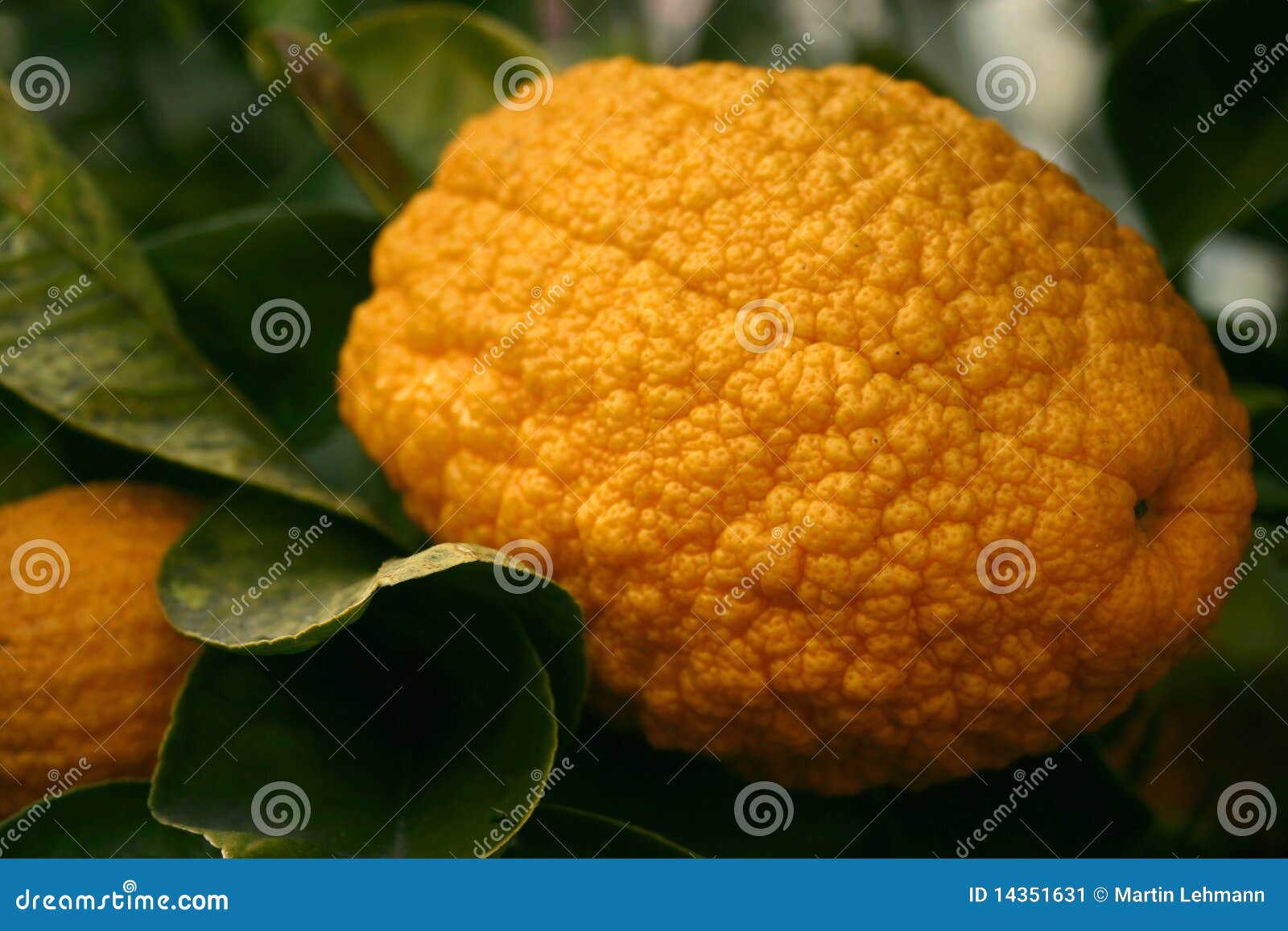 Ripe Orange Lemon with Thick Peel Stock Image - Image of color, taste ...