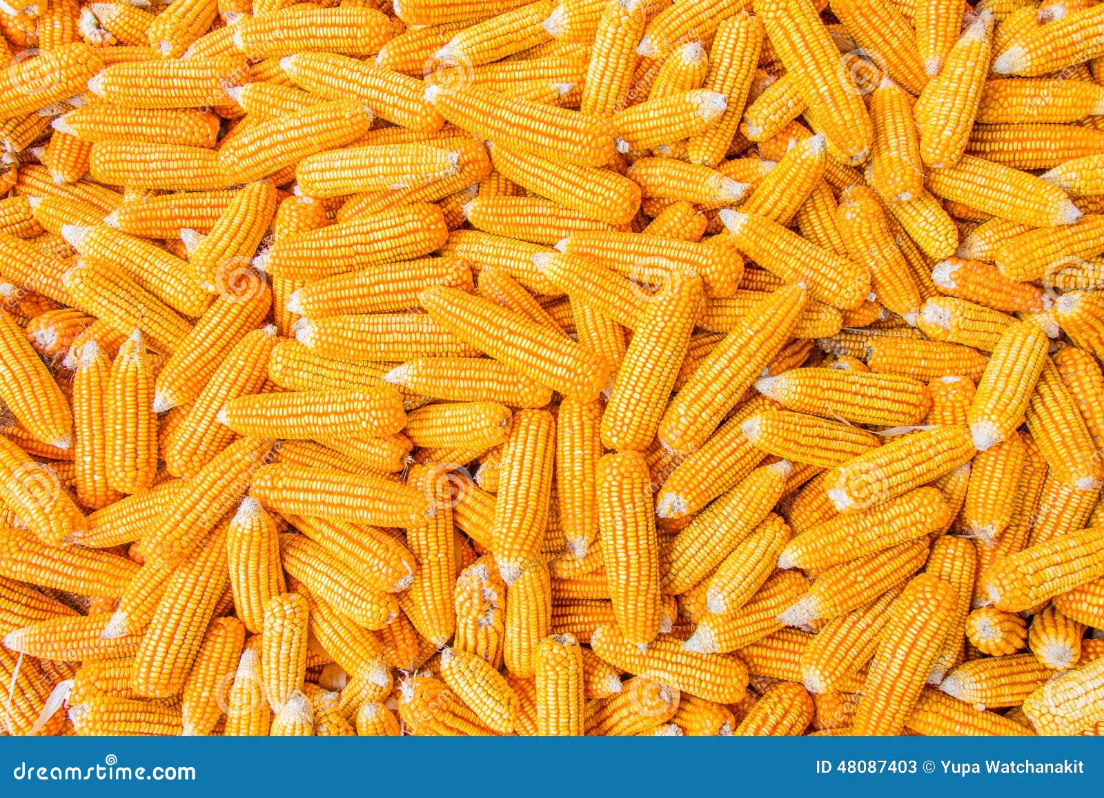 Ripe orange sweet corns stock image. Image of ripe, nose - 48087403