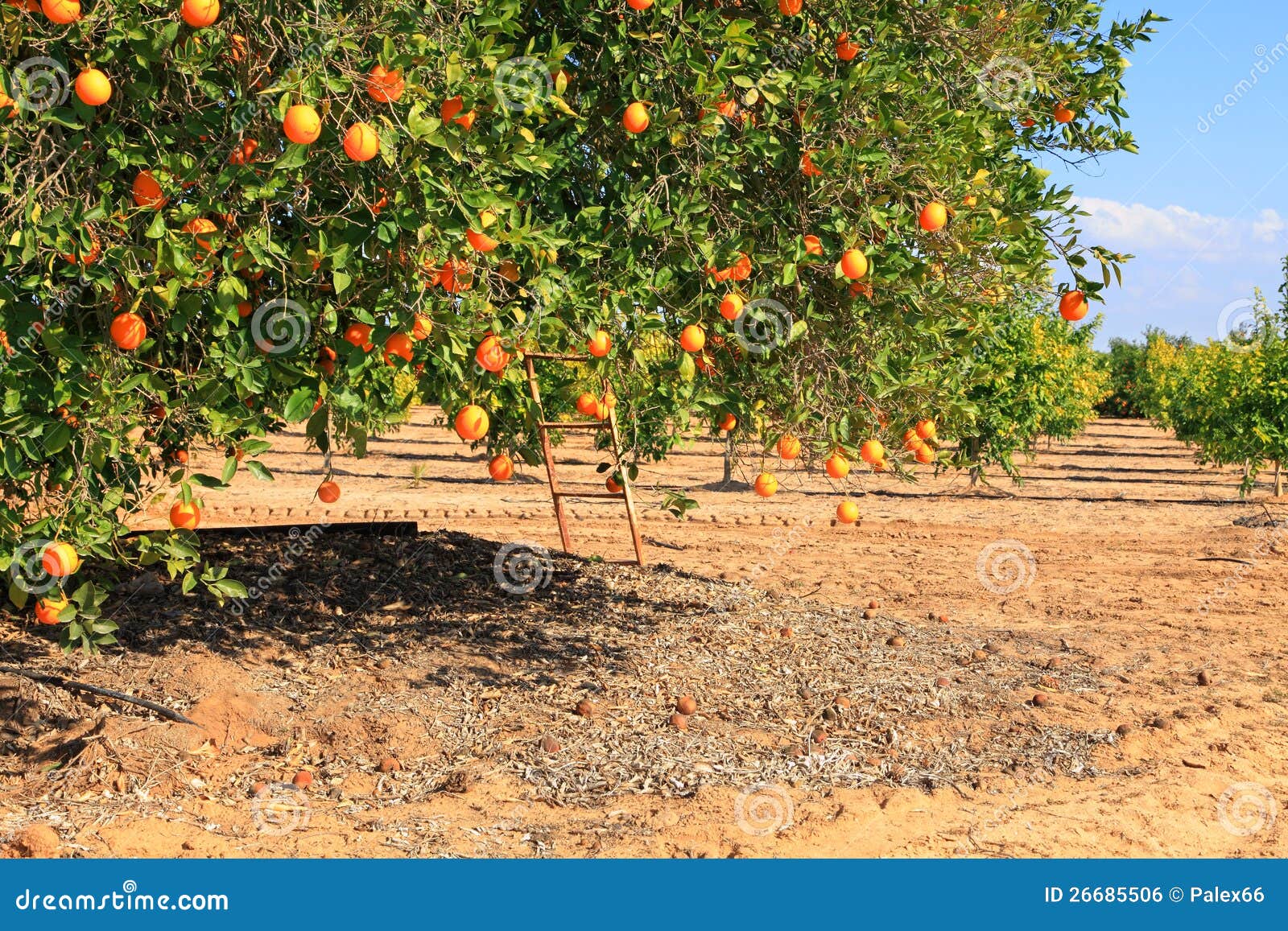 Ripe orange tree stock photo. Image of food, algeria - 26685506