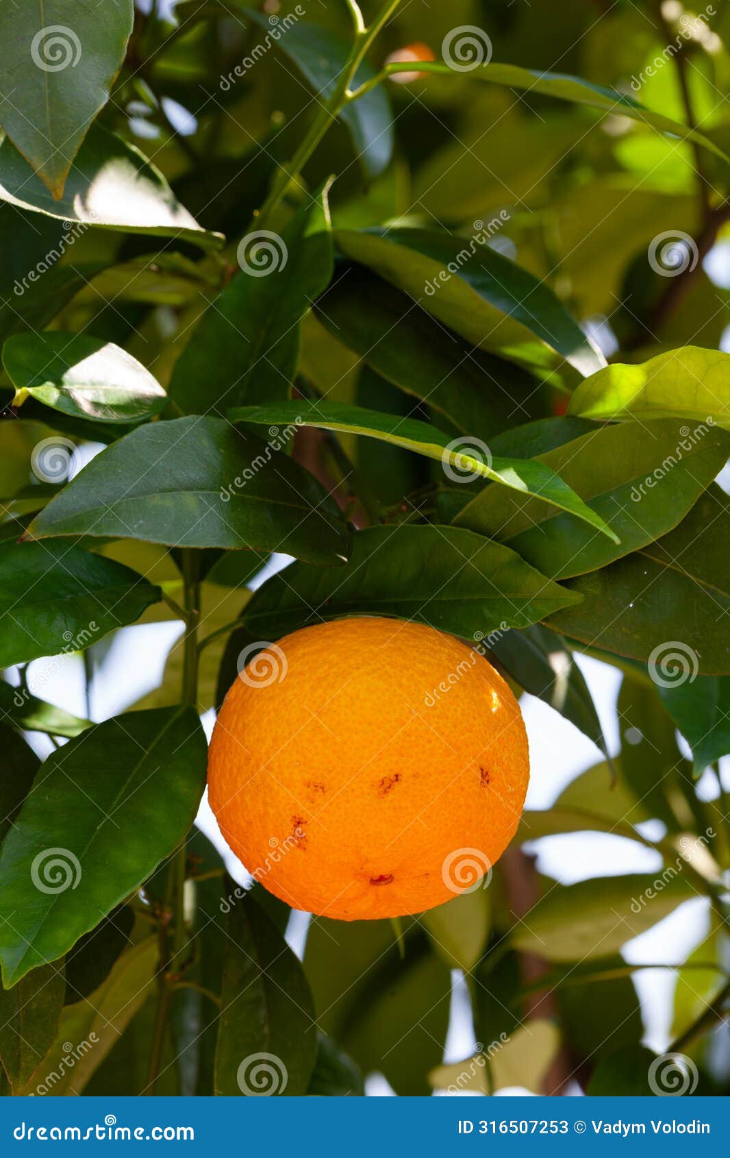 Ripe Orange on the Branch of a Tree Stock Image - Image of plant ...