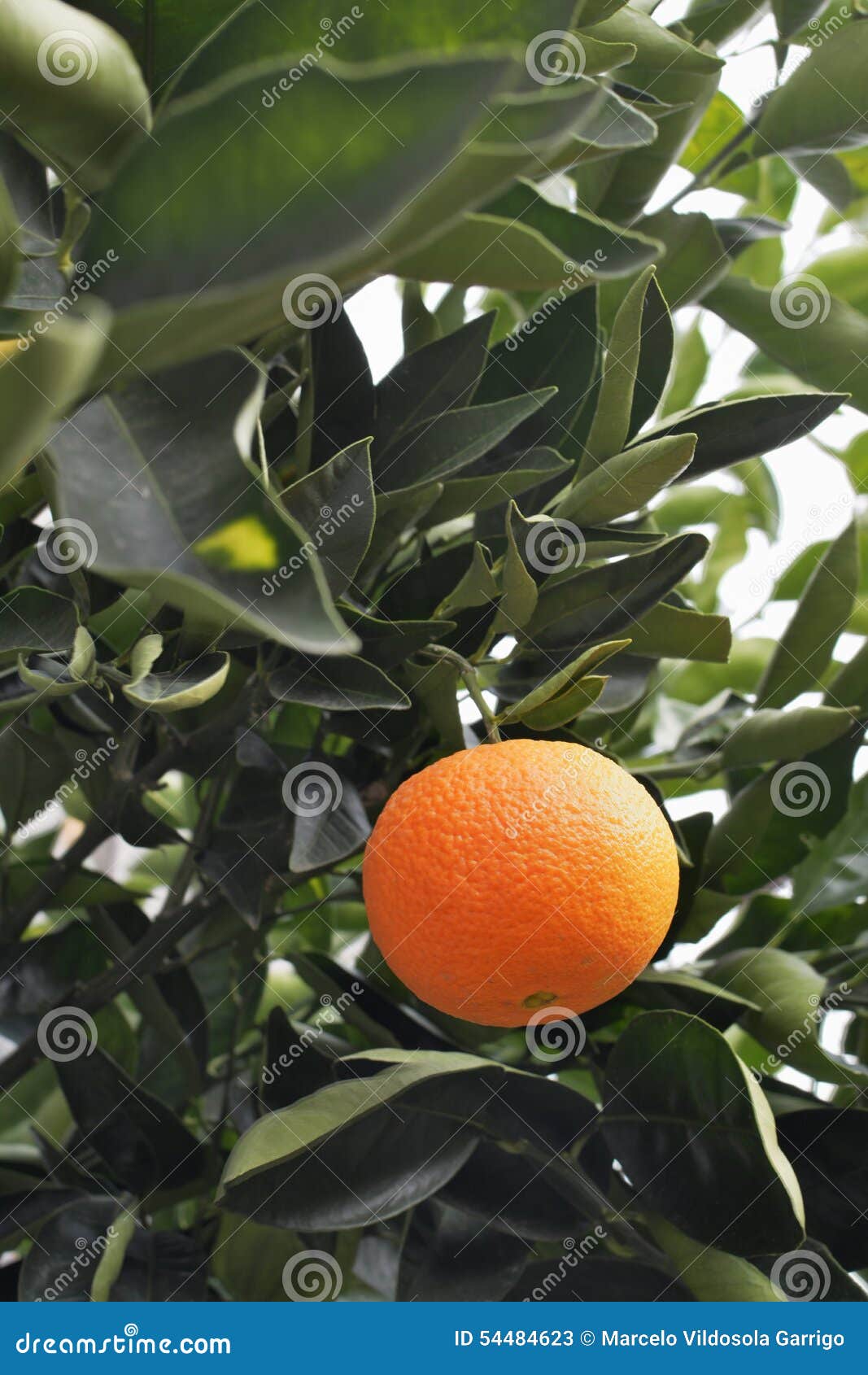 Ripe orange stock image. Image of vitamins, detail, orange - 54484623