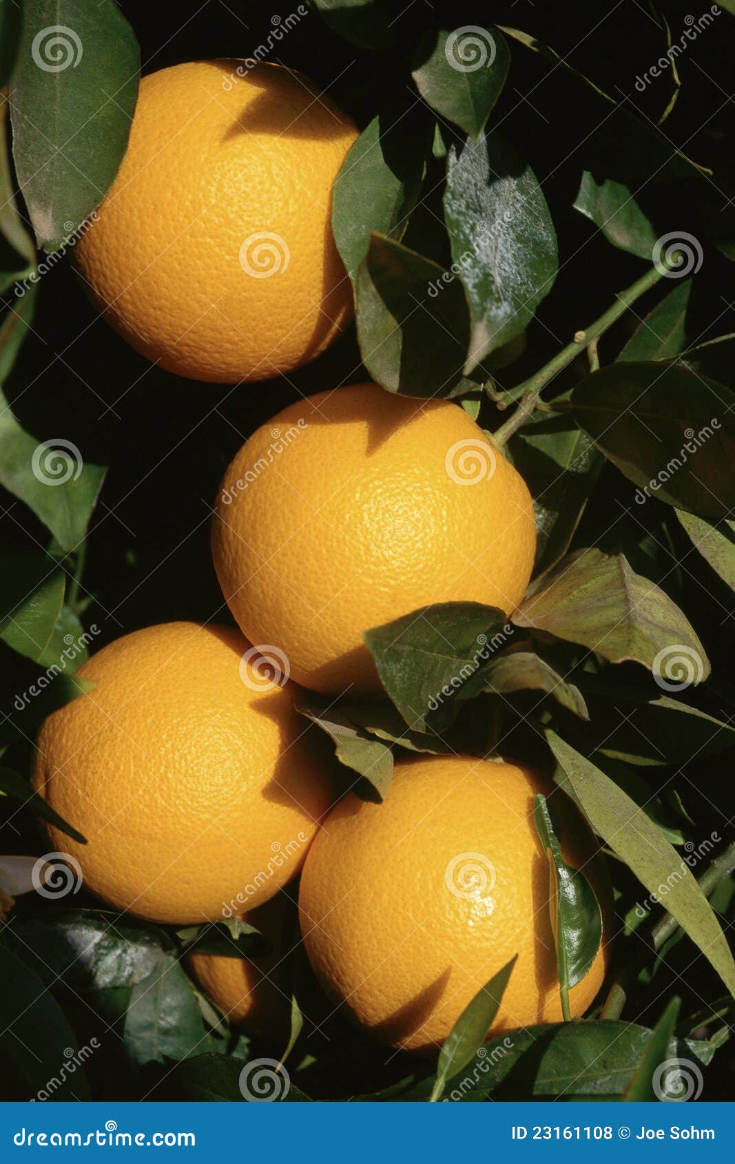 Ripe oranges stock photo. Image of agriculture, nature - 23161108
