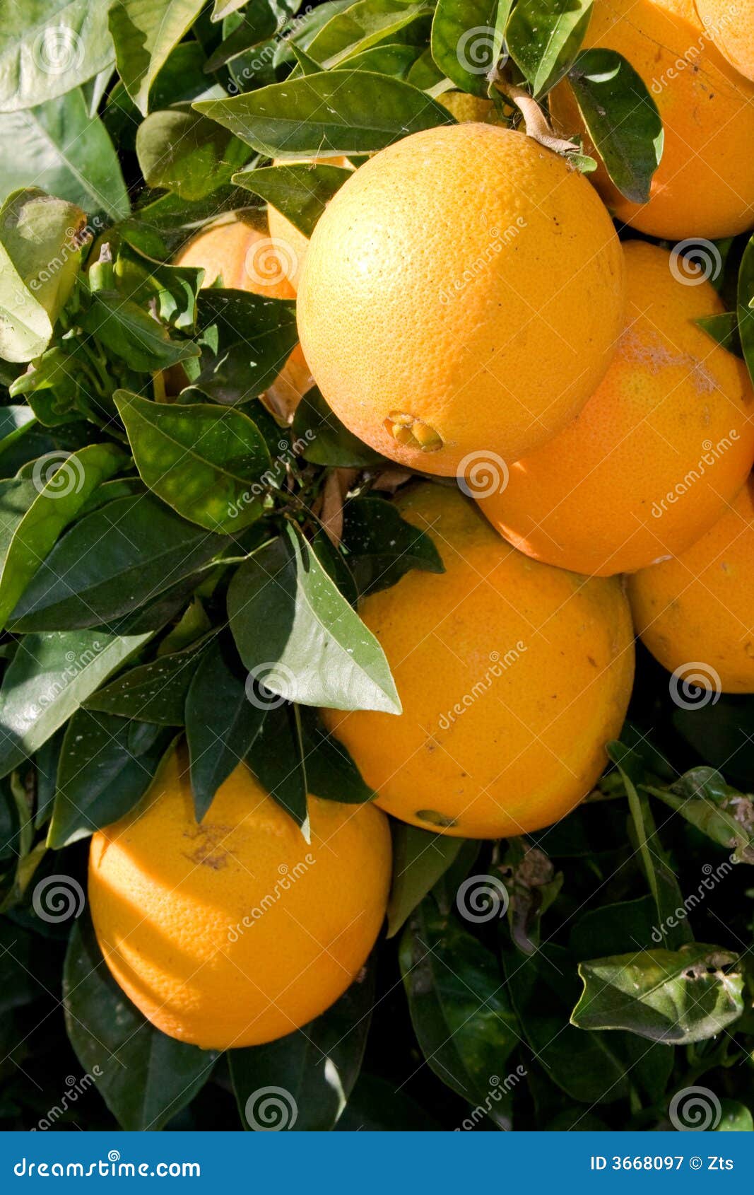 Ripe oranges stock image. Image of botany, citrus, farming - 3668097