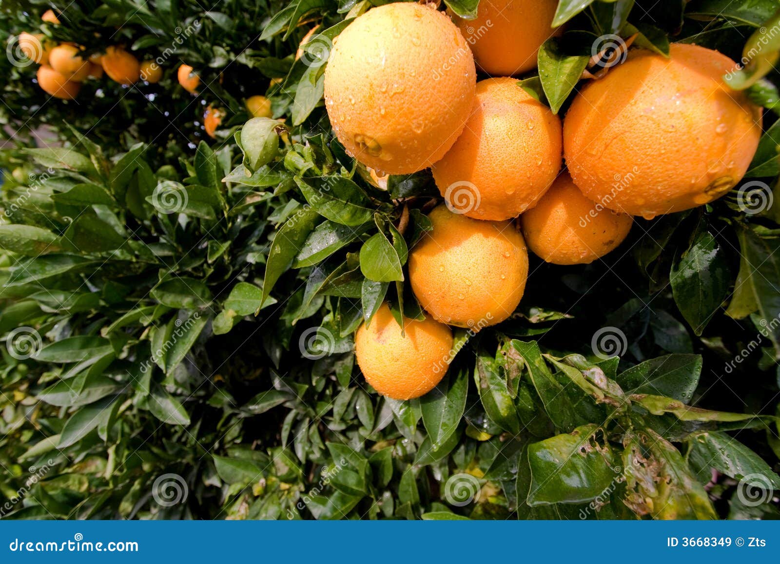 Ripe oranges stock image. Image of fresh, green, leaves - 3668349