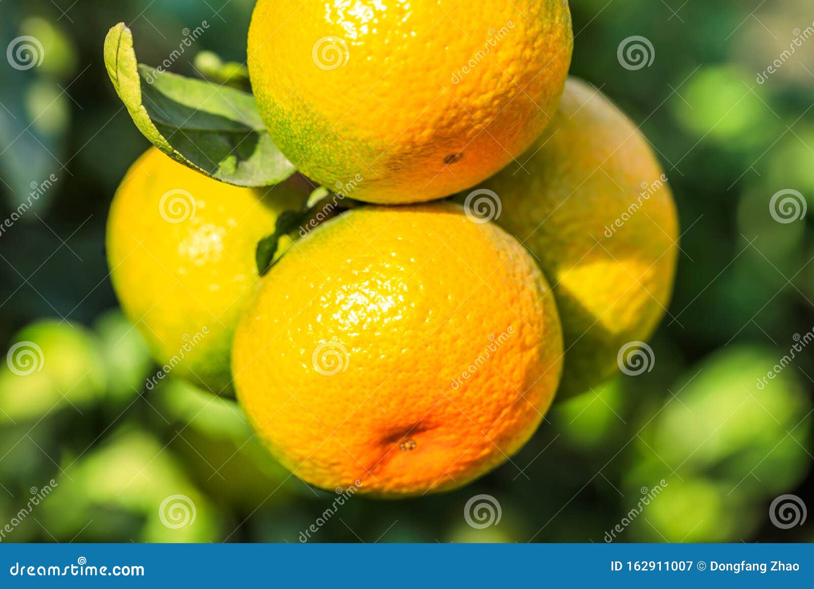 Ripe Oranges in Autumn Orchard Stock Image - Image of landscape, autumn ...