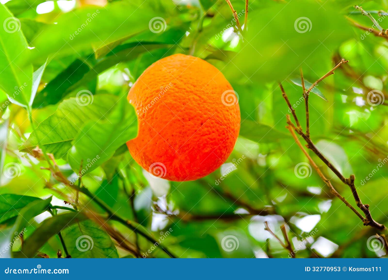 Ripe Oranges Hanging on Branch of an Orange Tree in the Grove Stock ...