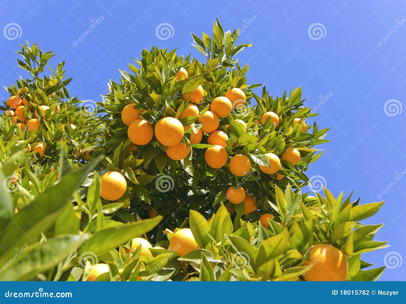 Ripe Oranges Hanging on a Tree Stock Photo - Image of color, freshness ...