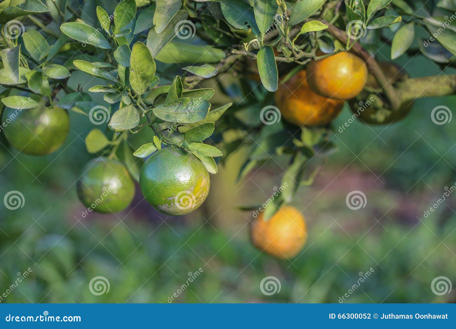 Ripe Oranges Hanging on a Tree Stock Photo - Image of hanging, orange ...