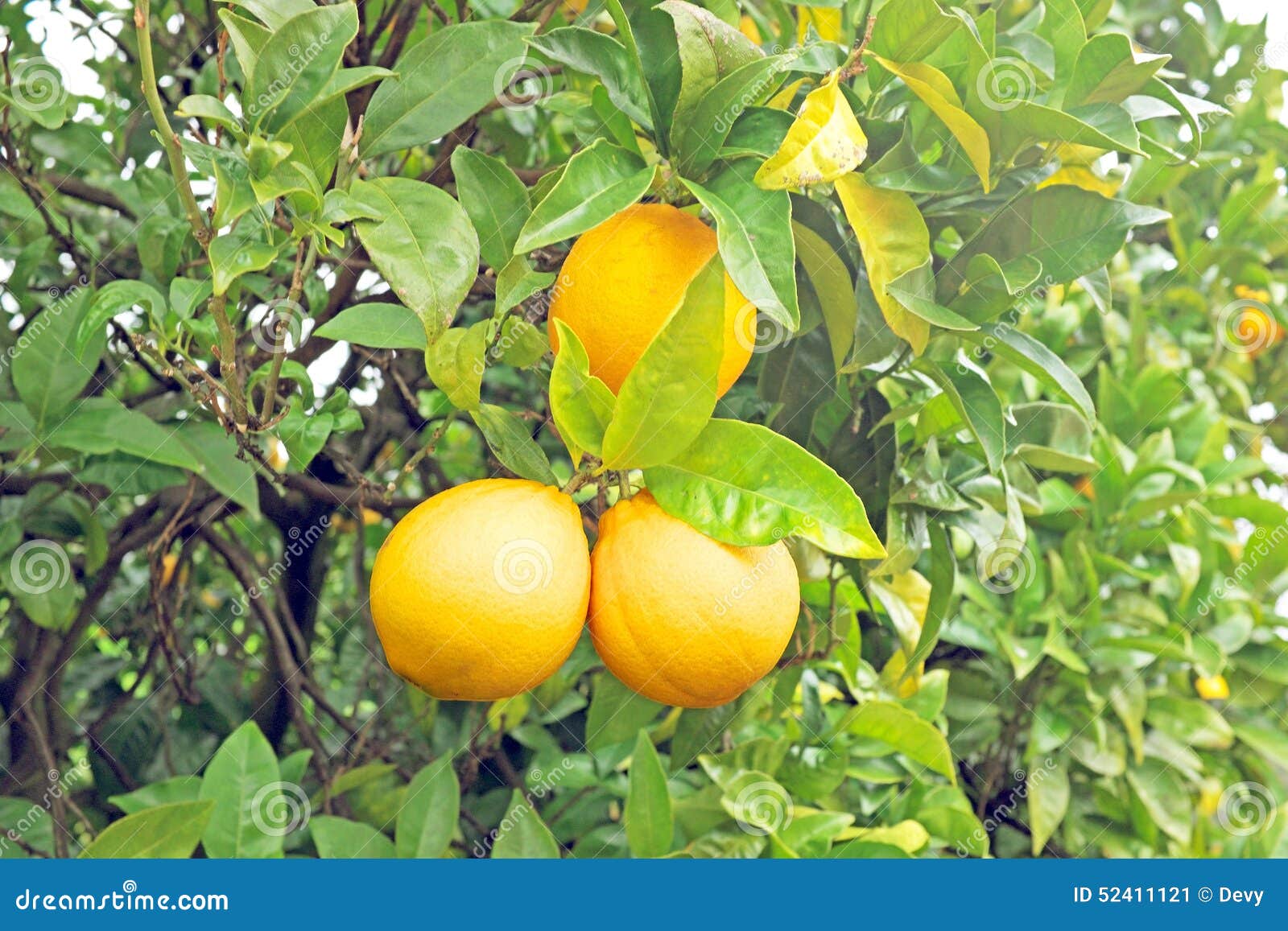 Ripe Oranges on an Orange Tree Stock Image - Image of healthy, fruit ...