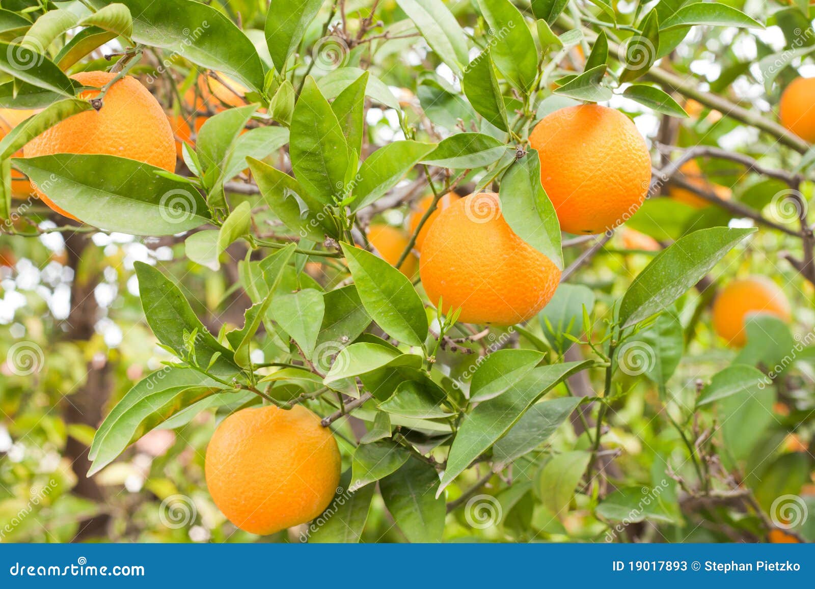 Ripe Oranges on Tree stock image. Image of agriculture - 19017893
