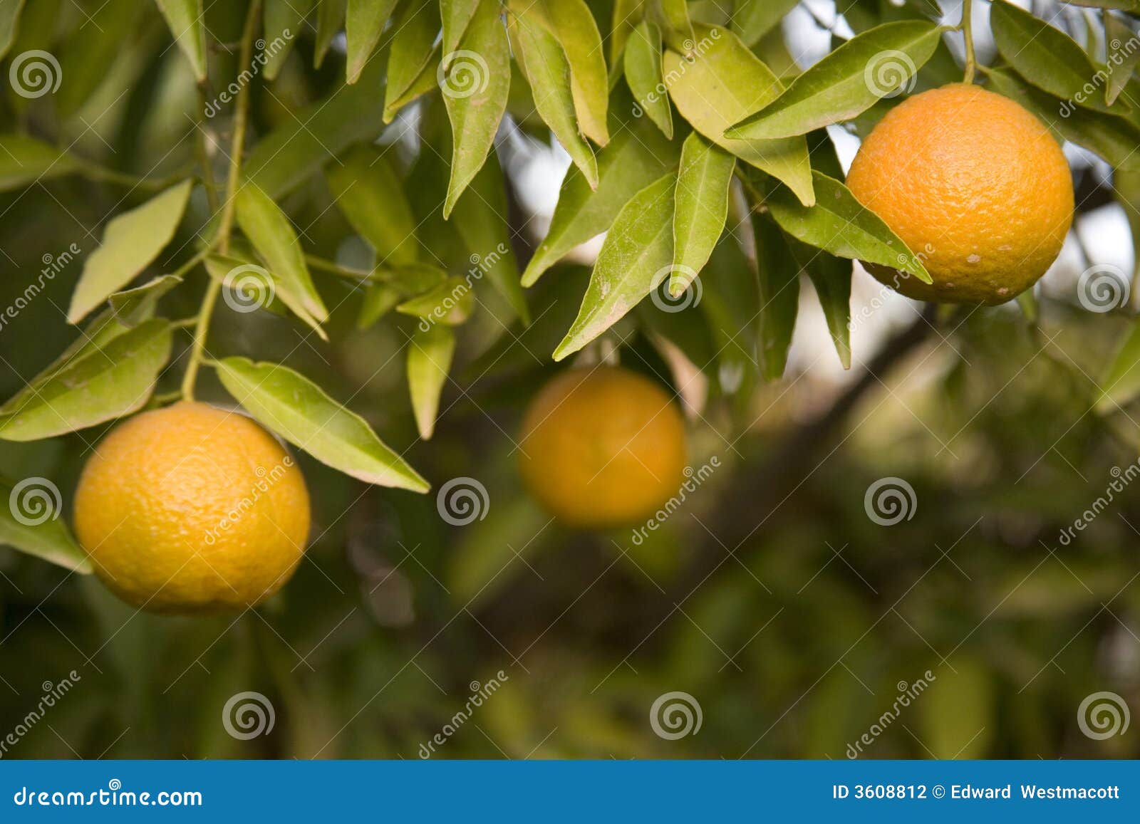 Ripe oranges on tree stock photo. Image of ripe, nutritional - 3608812