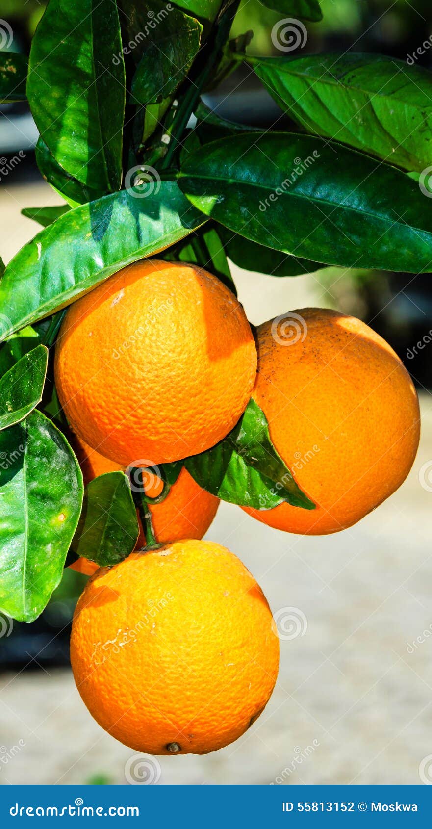 Ripe oranges on the tree stock photo. Image of leaves - 55813152