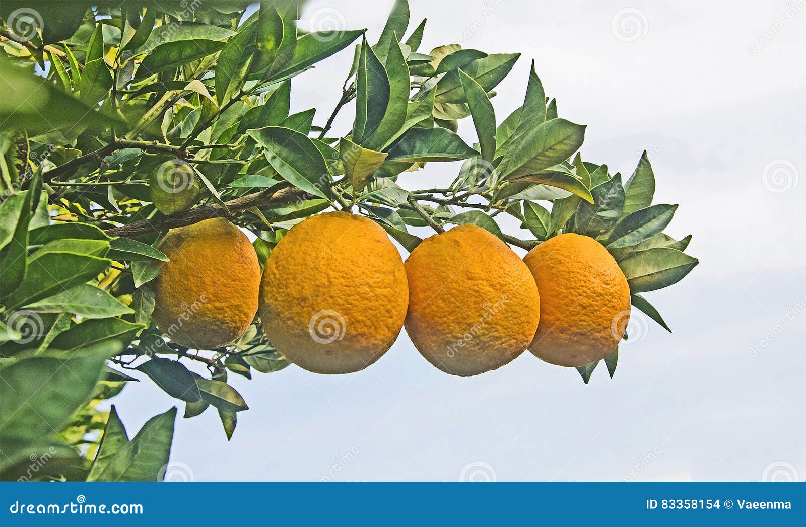 Ripe oranges on tree stock photo. Image of sweet, tree - 83358154
