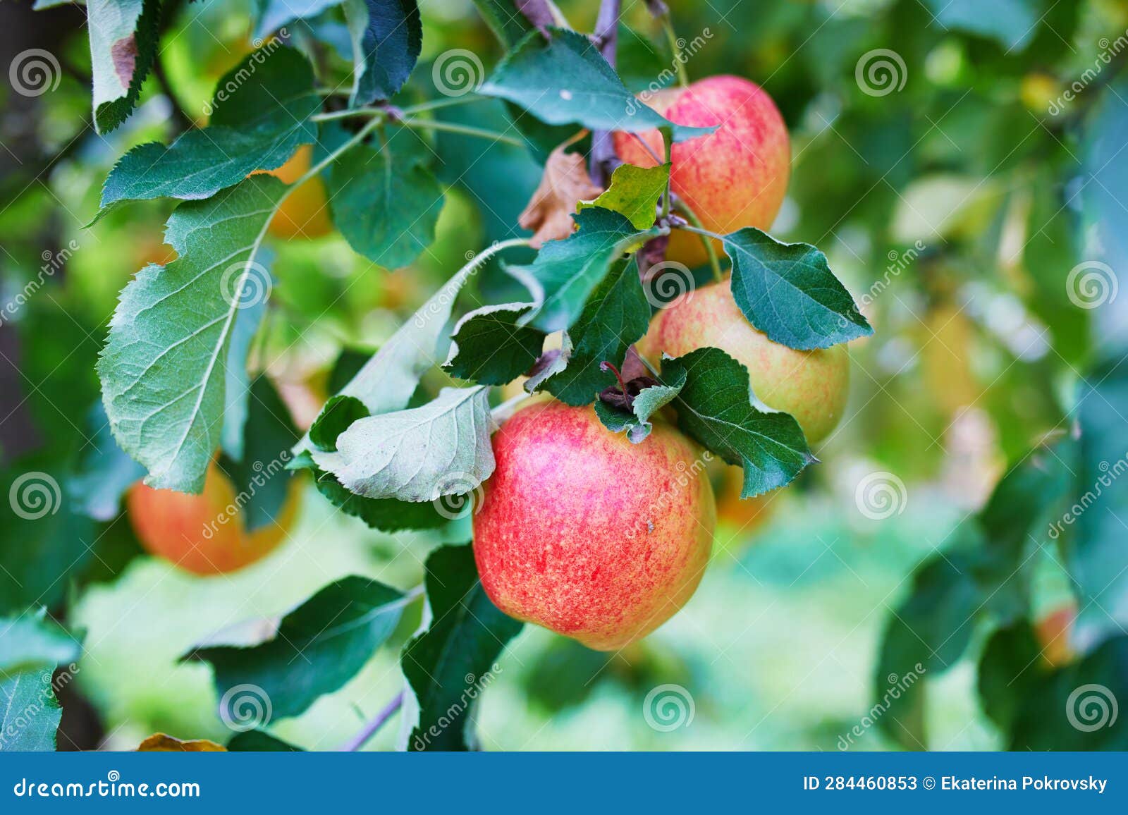 Ripe Organic Apples on Apple Tree Branch Stock Image - Image of autumn ...