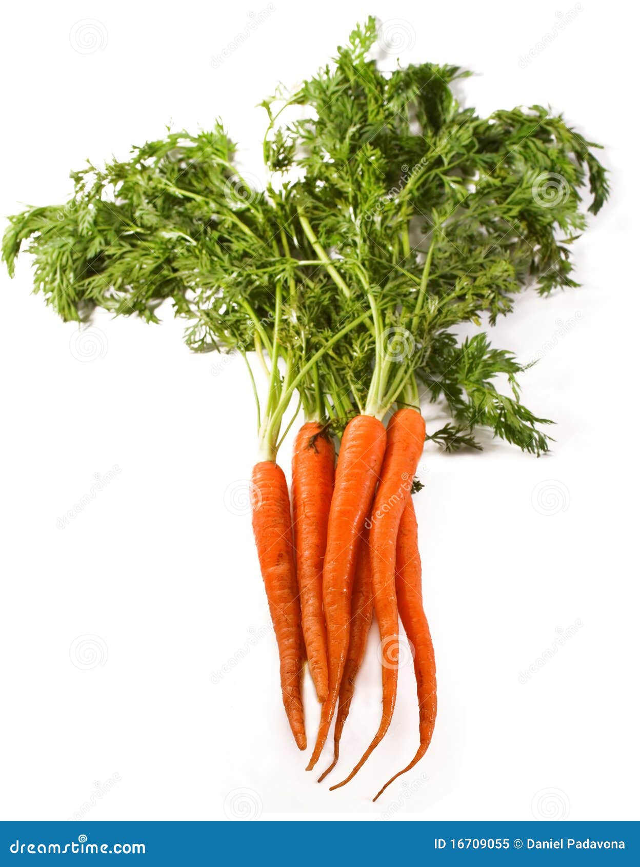 Ripe Organic Carrots stock image. Image of copy, diet - 16709055