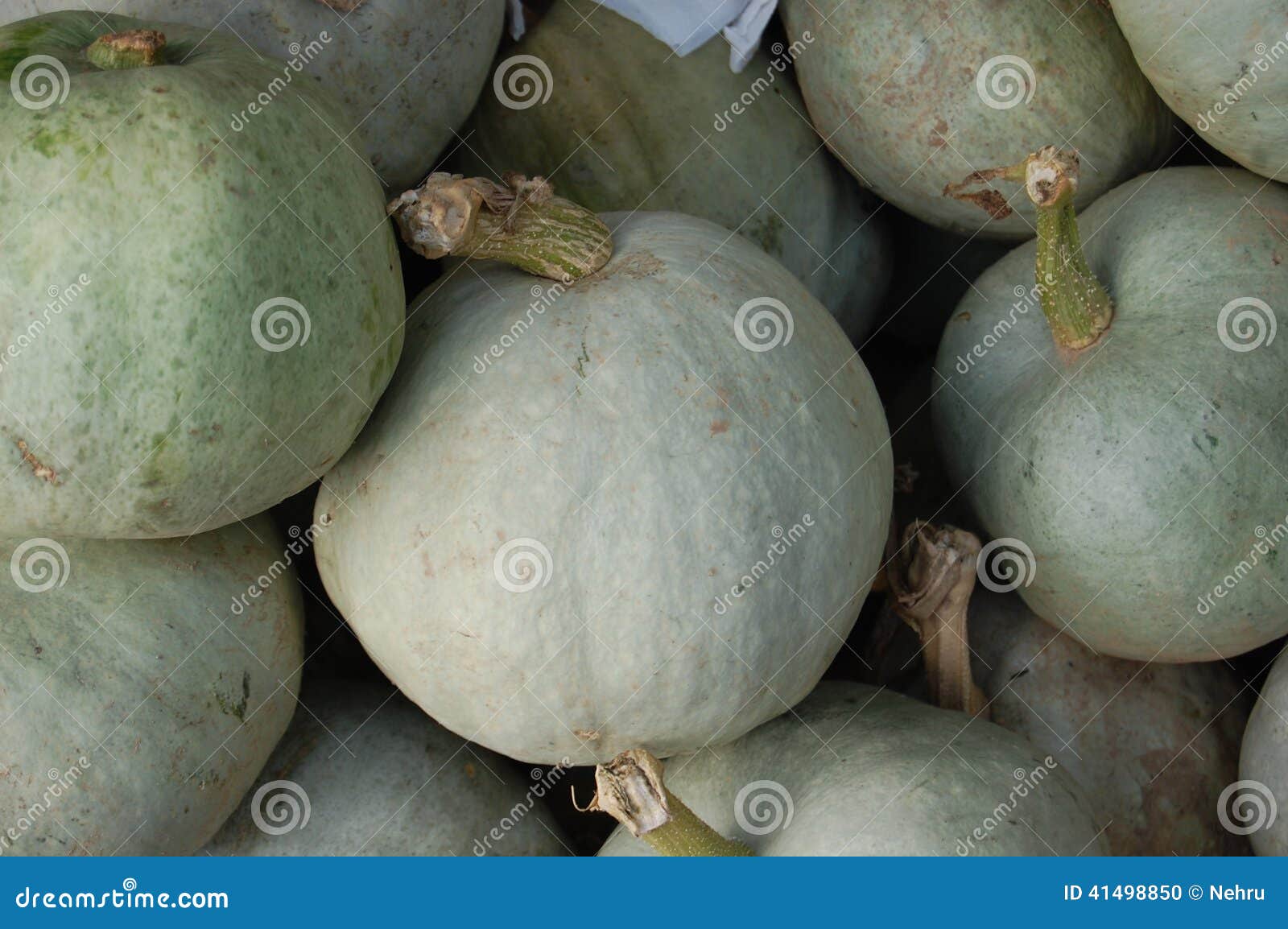 Ripe organic grey pumpkins stock photo. Image of gray - 41498850