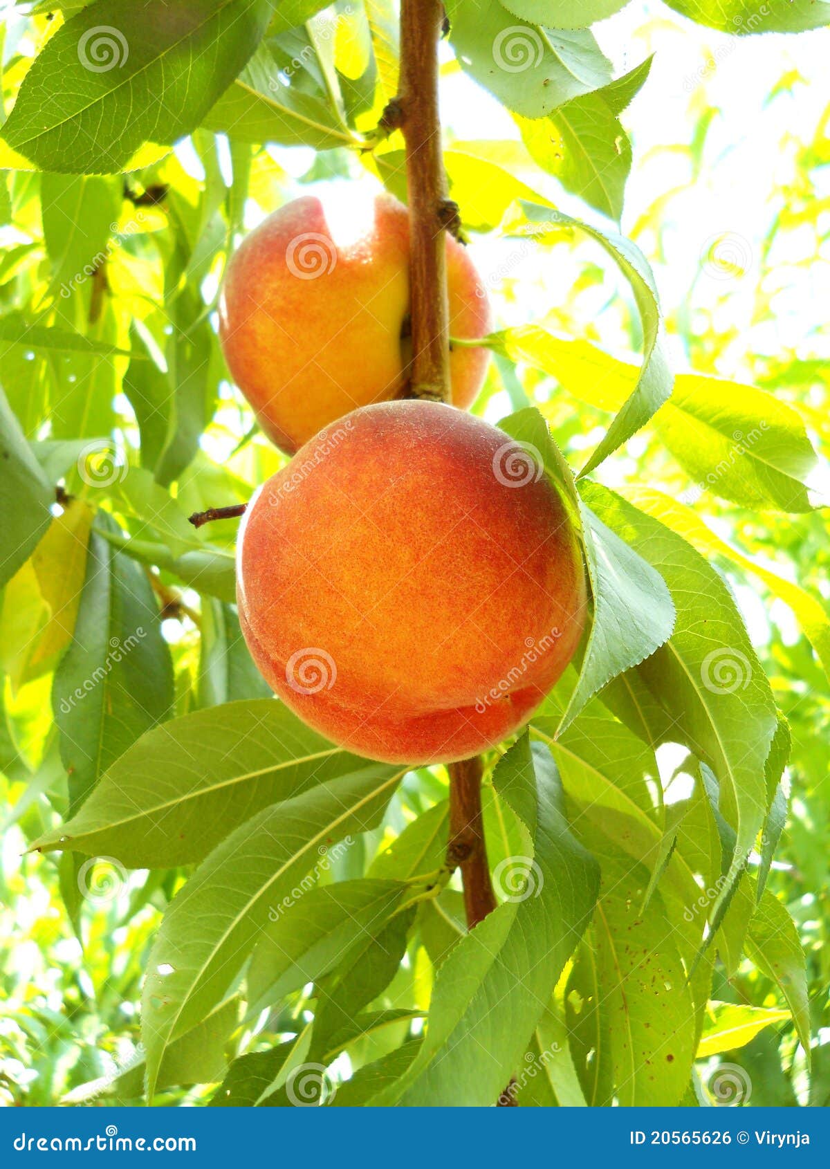 Ripe Organic Peach stock photo. Image of closeup, fruit - 20565626