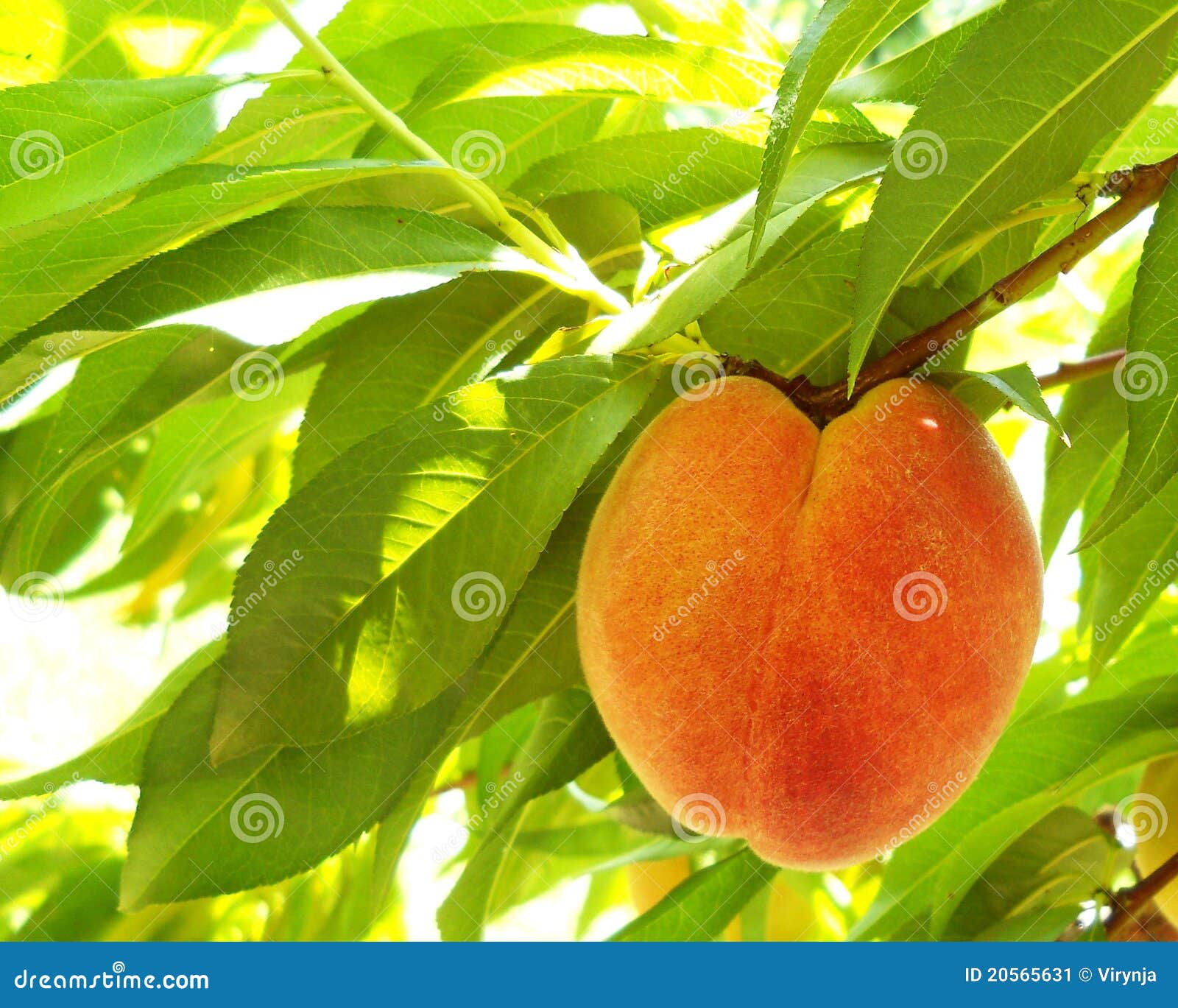 Ripe Organic Peach stock image. Image of nutrition, eating - 20565631