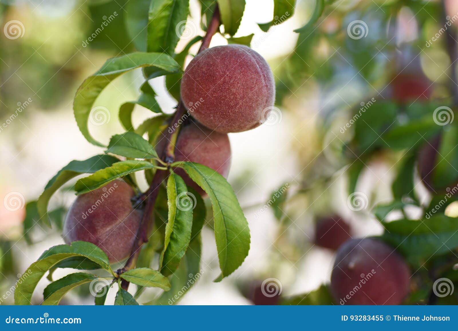 Ripe organic red peaches stock image. Image of natural - 93283455